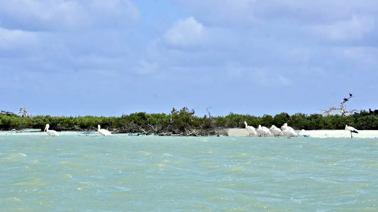 Isla Aguada: el paraíso secreto de Campeche que debes descubrir en 2026 ...