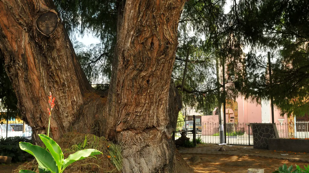 Conoce a El Sabino, el árbol más viejo de la Ciudad de México ...